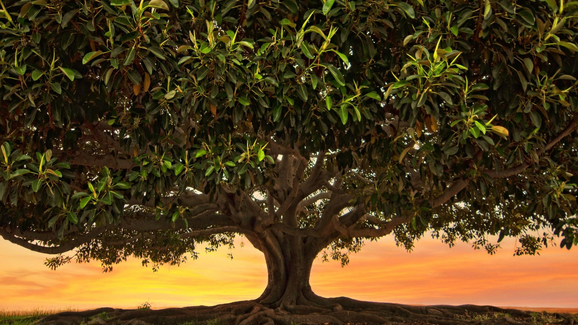 Download Leaf Green Nature Tree HD Wallpaper | 1920x1080 | Wallpaper Abyss