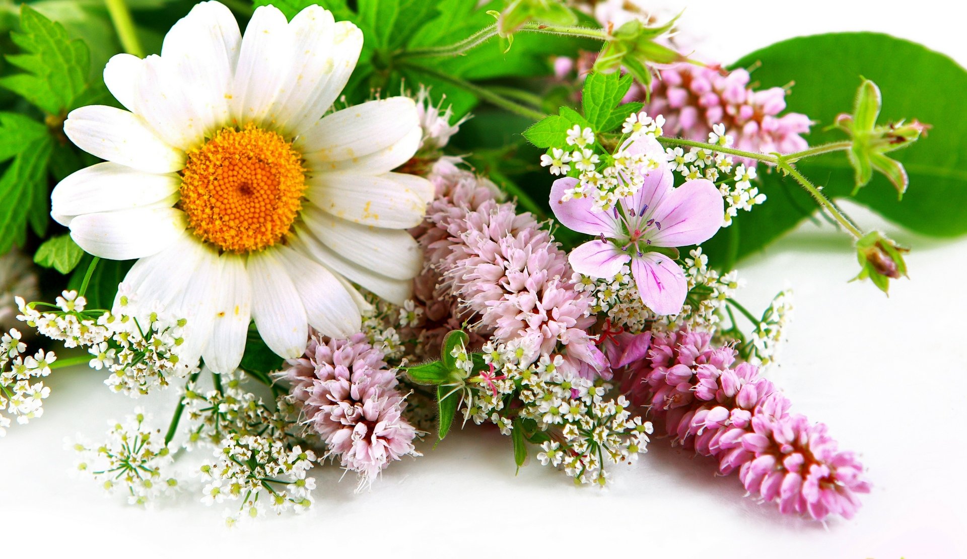 Vibrant Spring Bloom: 4K Ultra HD Floral Delight | 5226x3020 ...