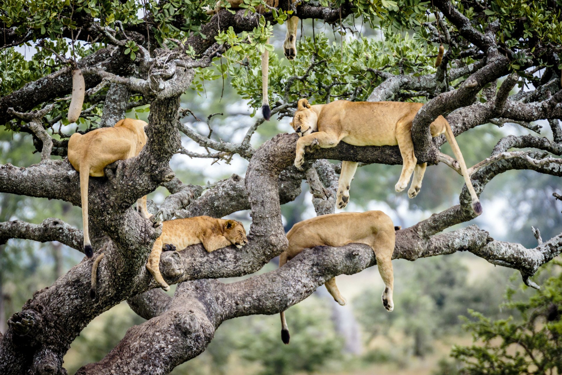4K Tree Pride: Lions Resting in the Oaks | 4250x2833 | Wallpaper Abyss
