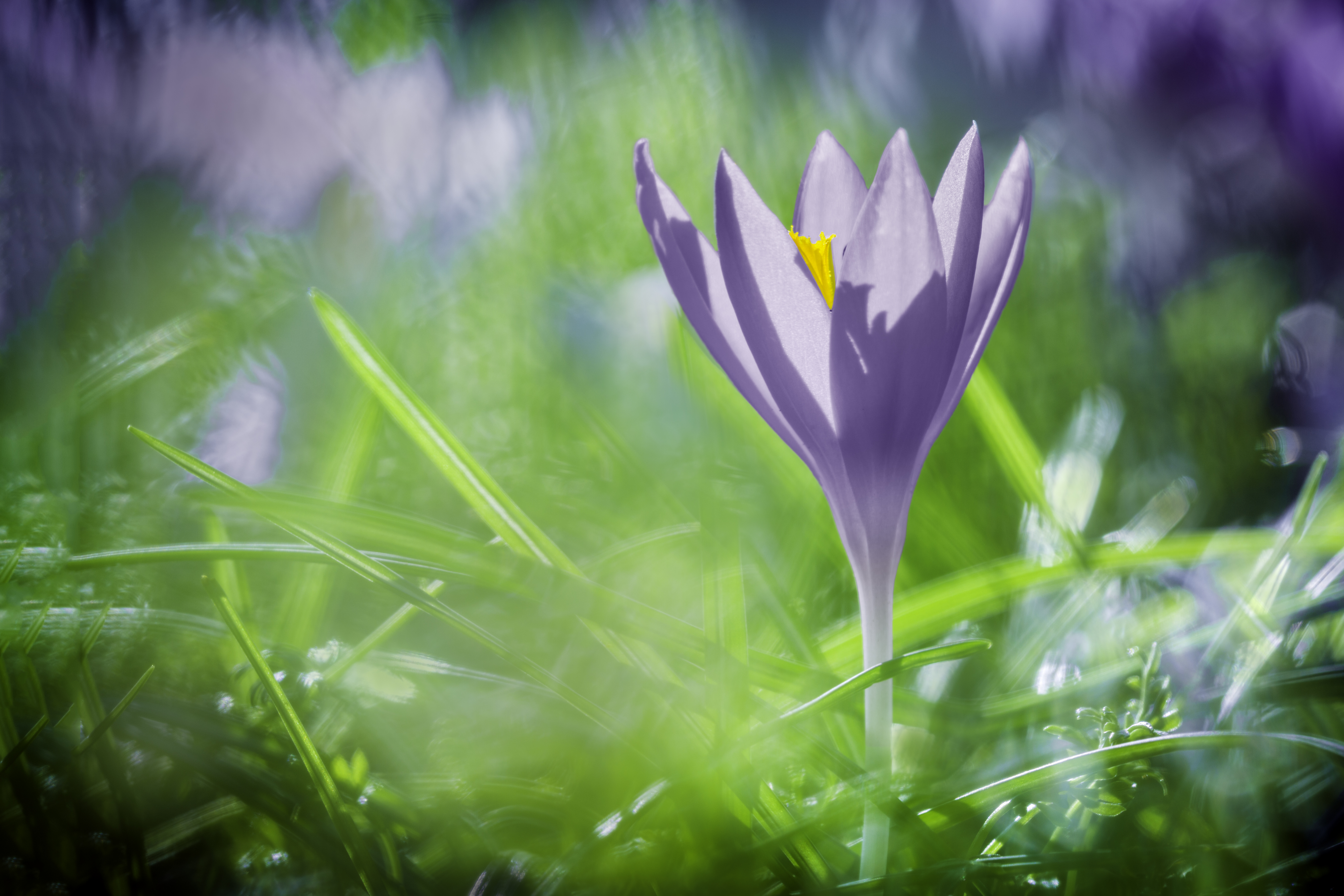 Download Spring Nature Flower Crocus 4k Ultra HD Wallpaper by sophiaspurgin