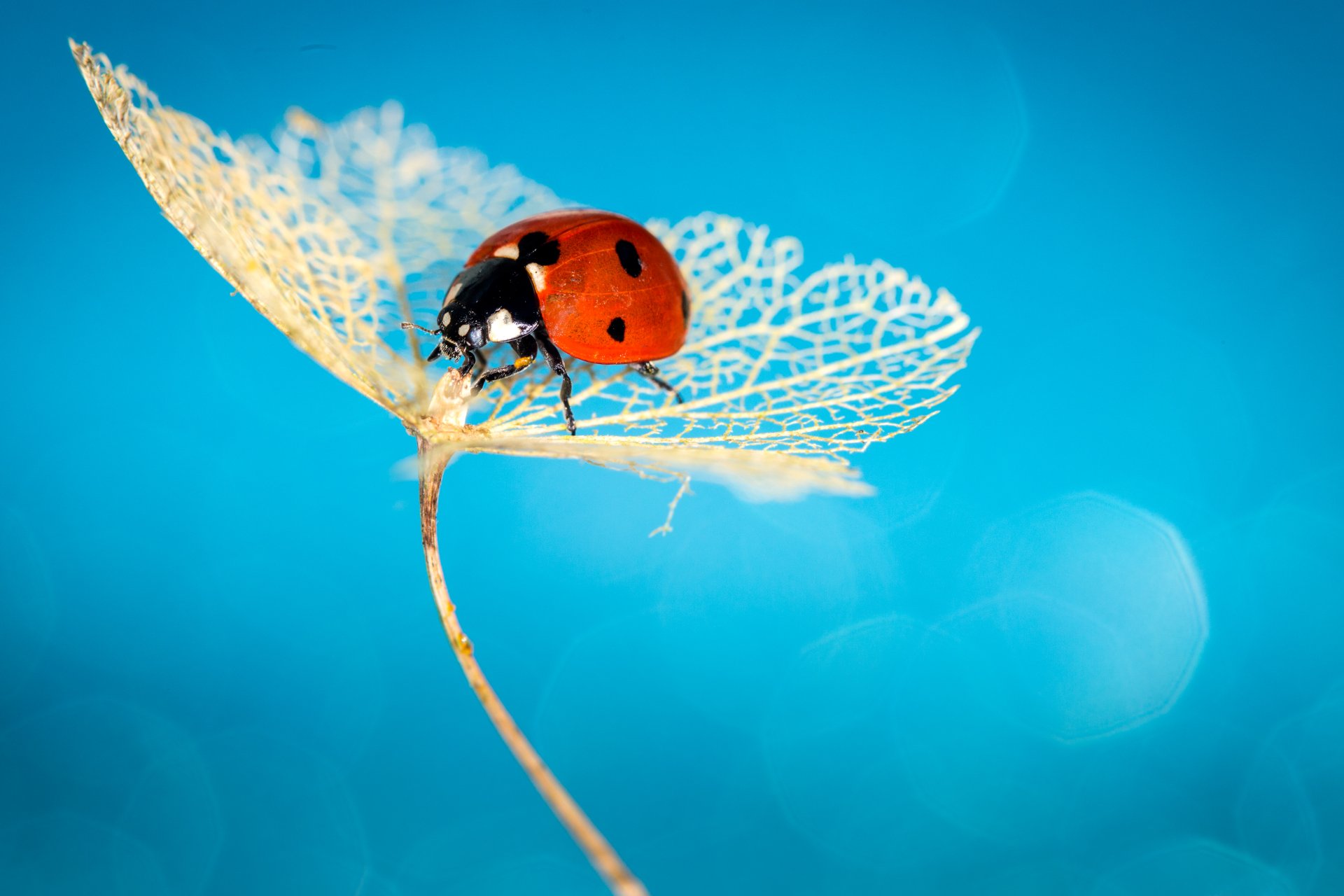 Animal Ladybug 4k Ultra HD Wallpaper by sophiaspurgin