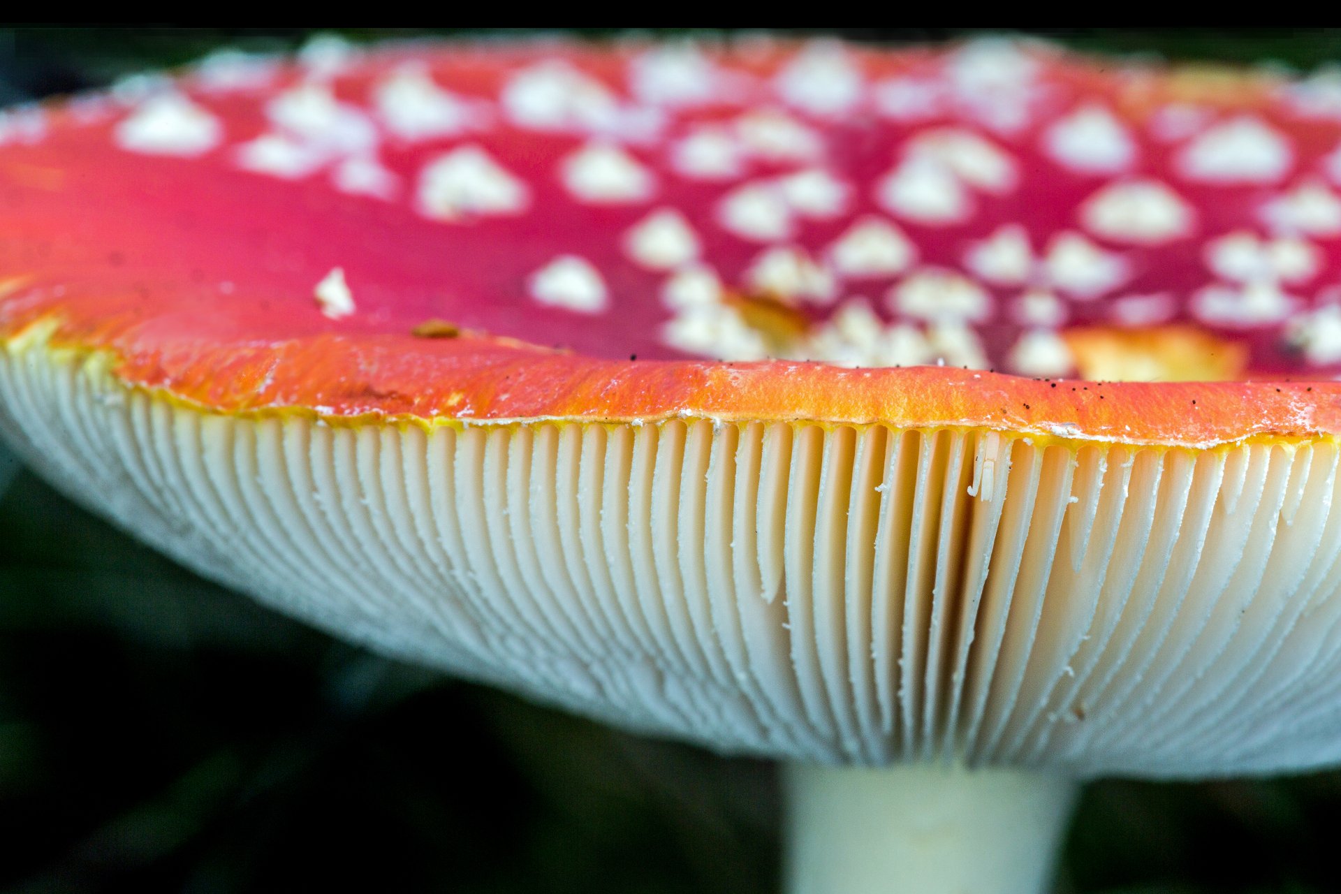 Download Macro Nature Mushroom 4k Ultra HD Wallpaper by sophiaspurgin ...