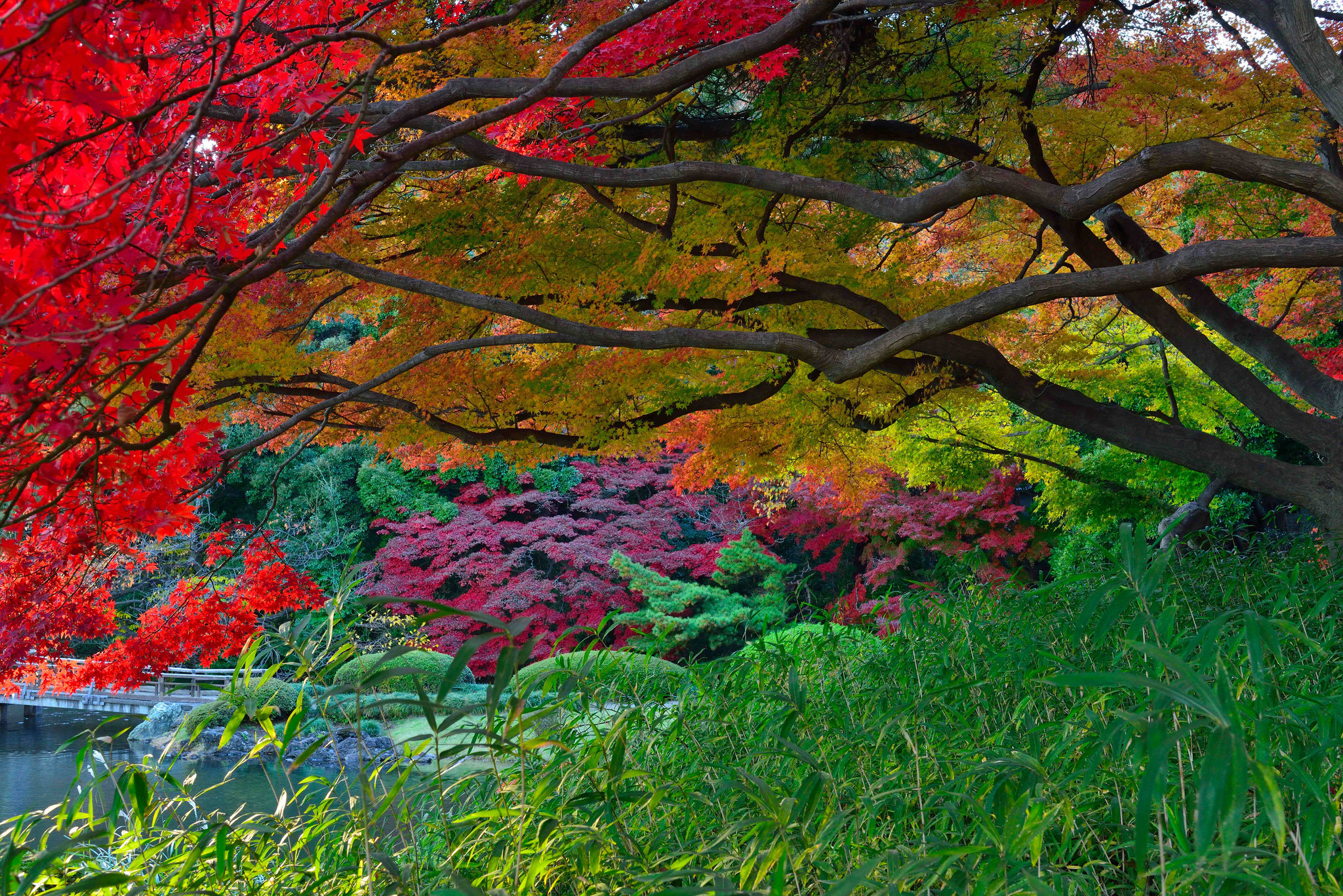 Download Tree Fall Garden Man Made Japanese Garden HD Wallpaper