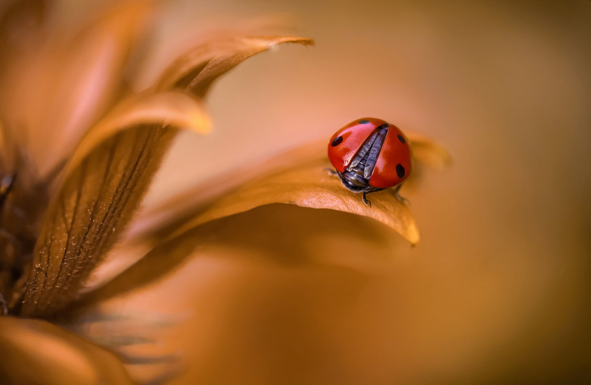 Download Insect Macro Animal Ladybug HD Wallpaper