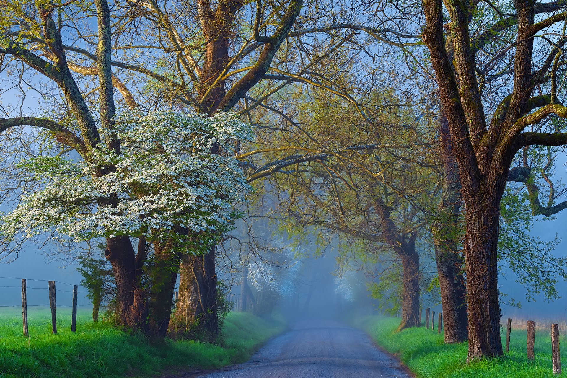 Download Fence Tree Fog Spring Man Made Road HD Wallpaper