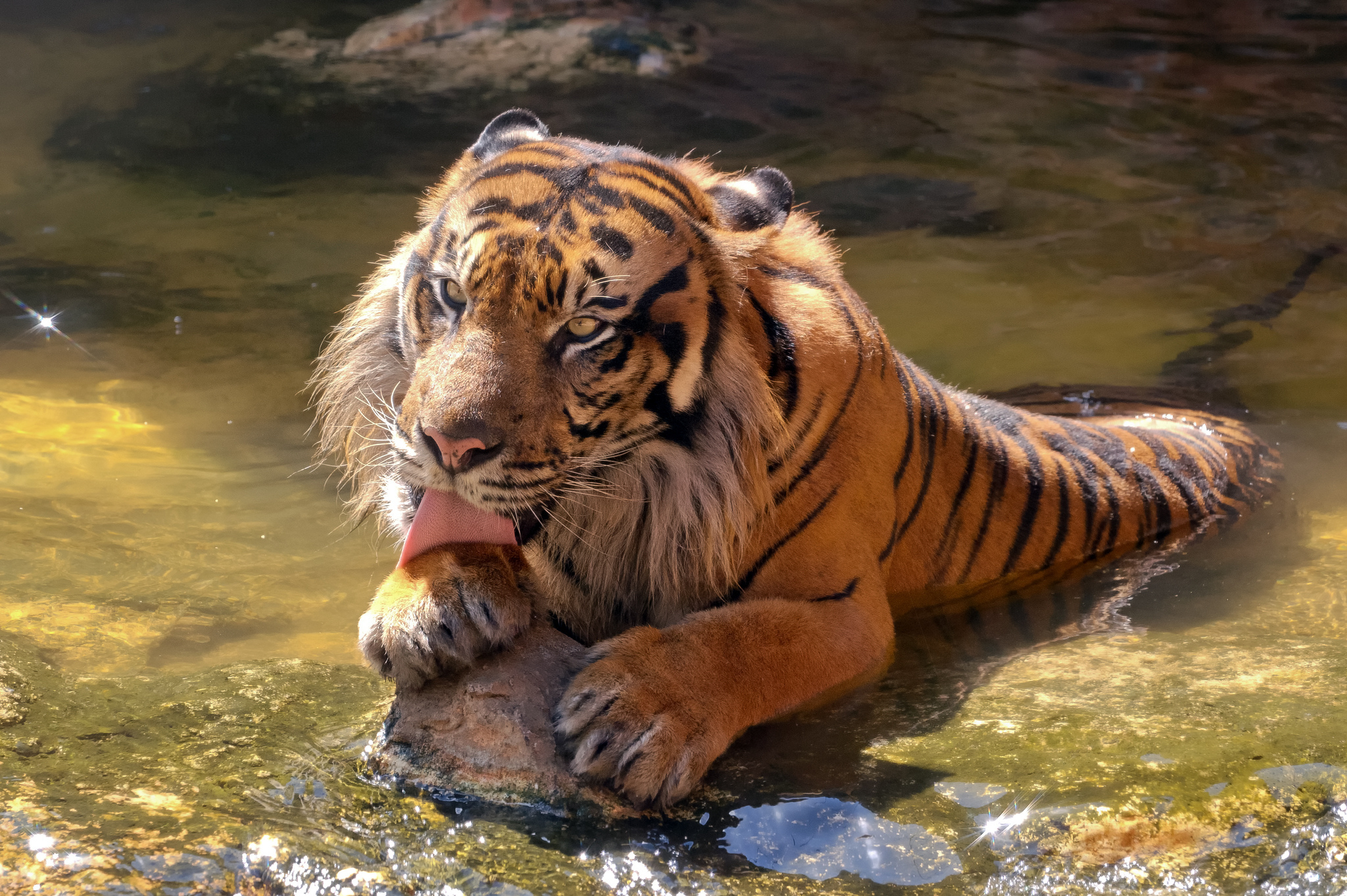 Running Tiger Wallpaper Hd 1080p