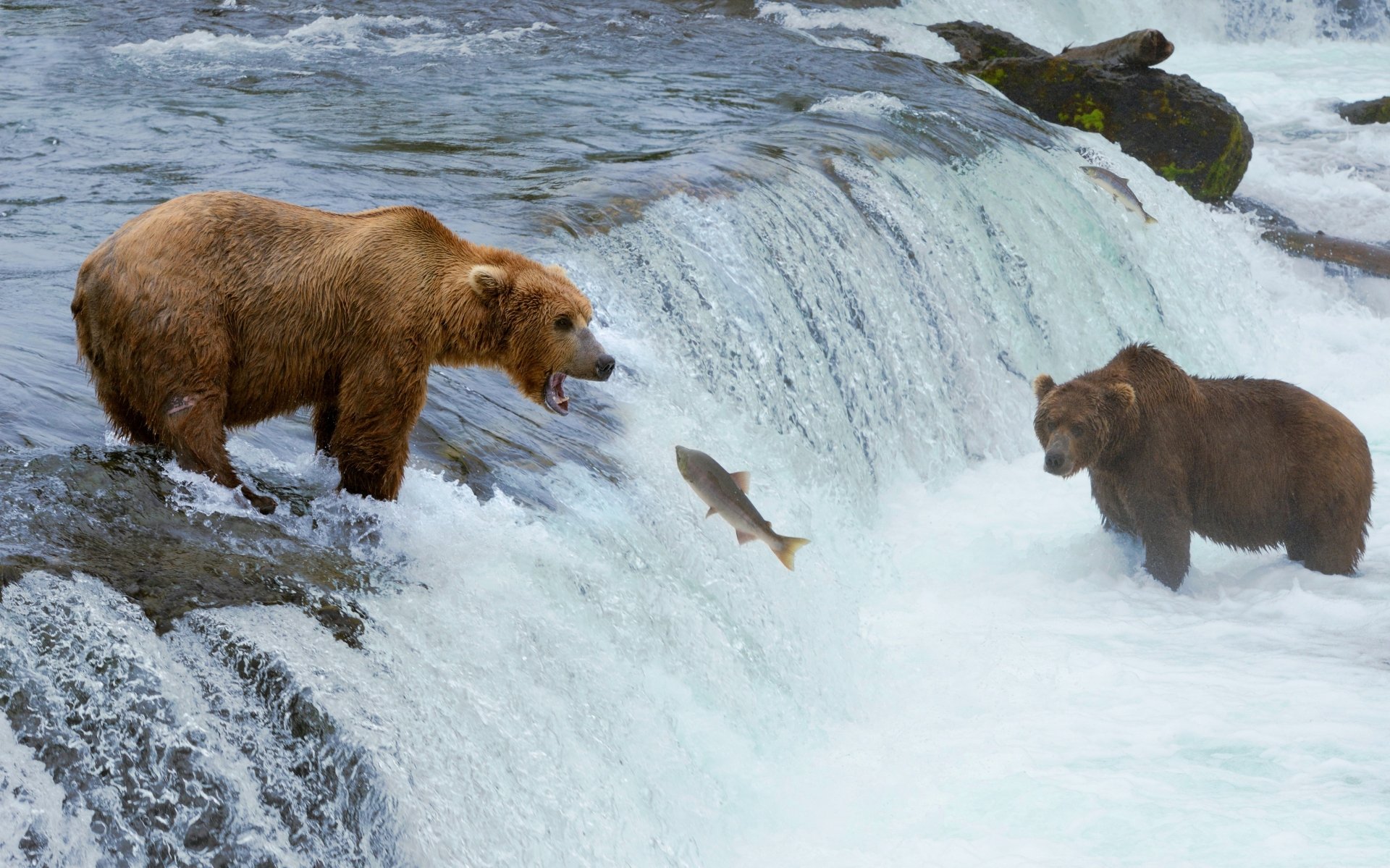 Majestic Brown Bears Hunting Salmon at a Turbulent River Waterfall – 4K ...