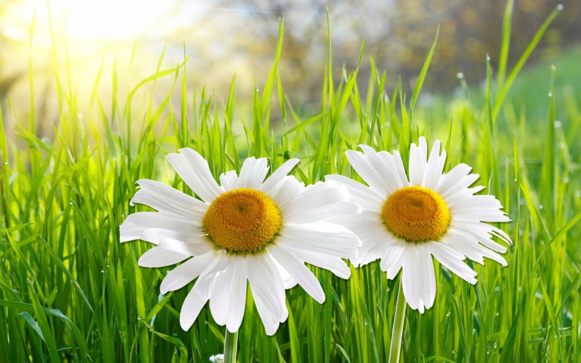 Download White Flower Close-up Grass Daisy Flower Nature Camomile HD ...