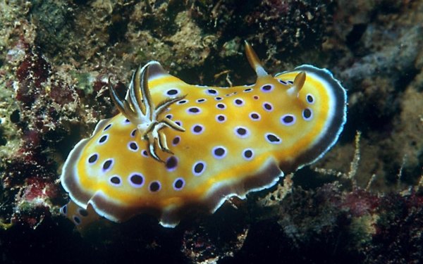 Costasiella kuroshimae is a species of sacoglossan / sheep sea slug ...