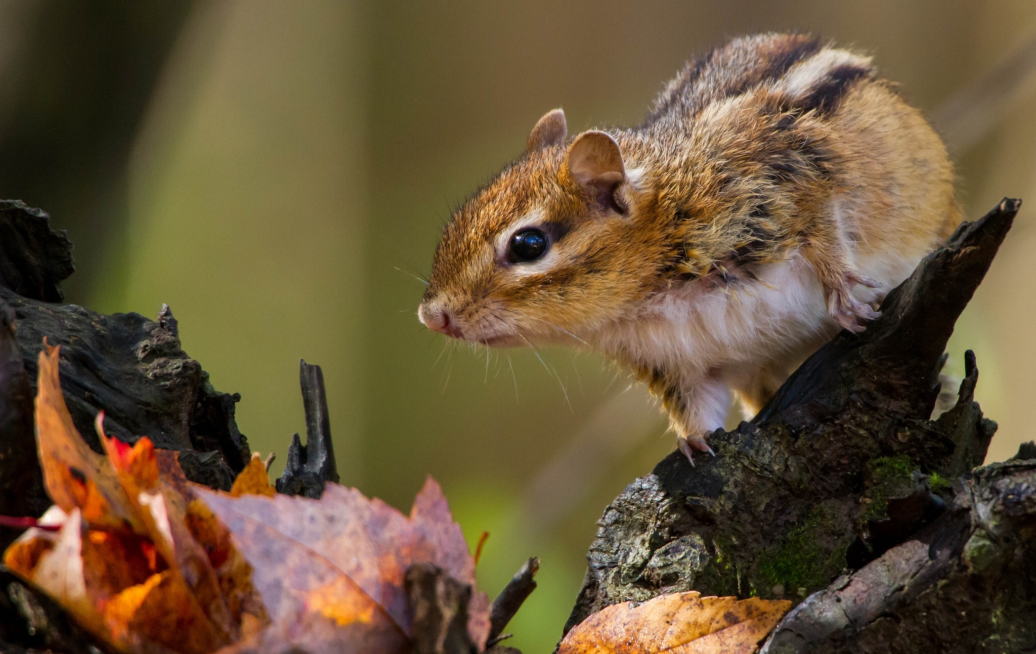 Download Close-up Leaf Rodent Animal Chipmunk HD Wallpaper