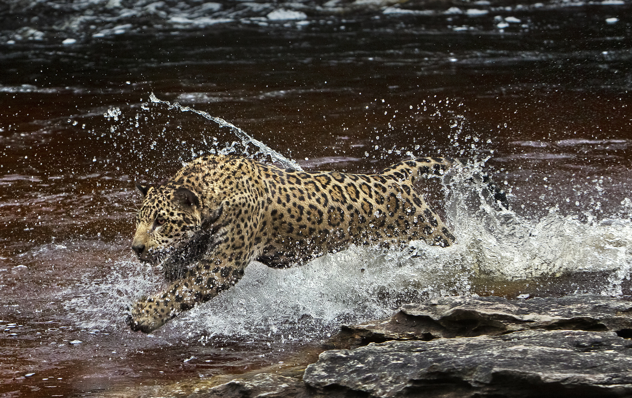 Download Water Animal Jaguar HD Wallpaper