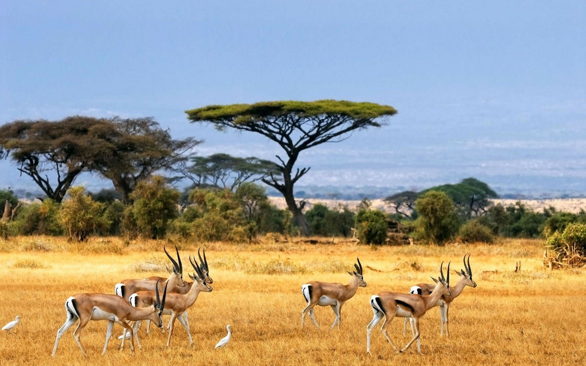 Majestic Antelopes Roaming the HD African Savannah