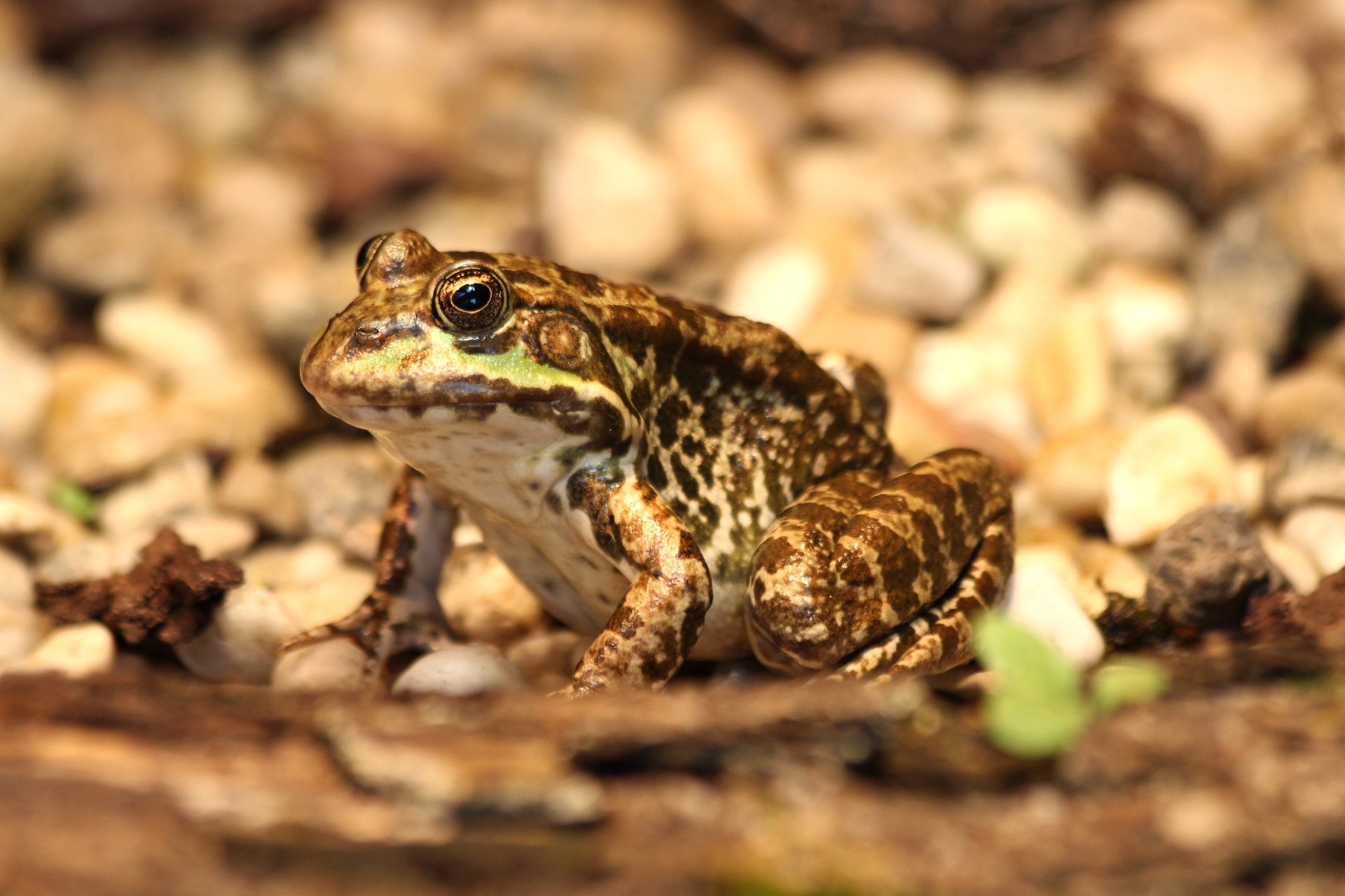 Download Brown Blur Animal Frog HD Wallpaper | 2880x1920 | Wallpaper Abyss