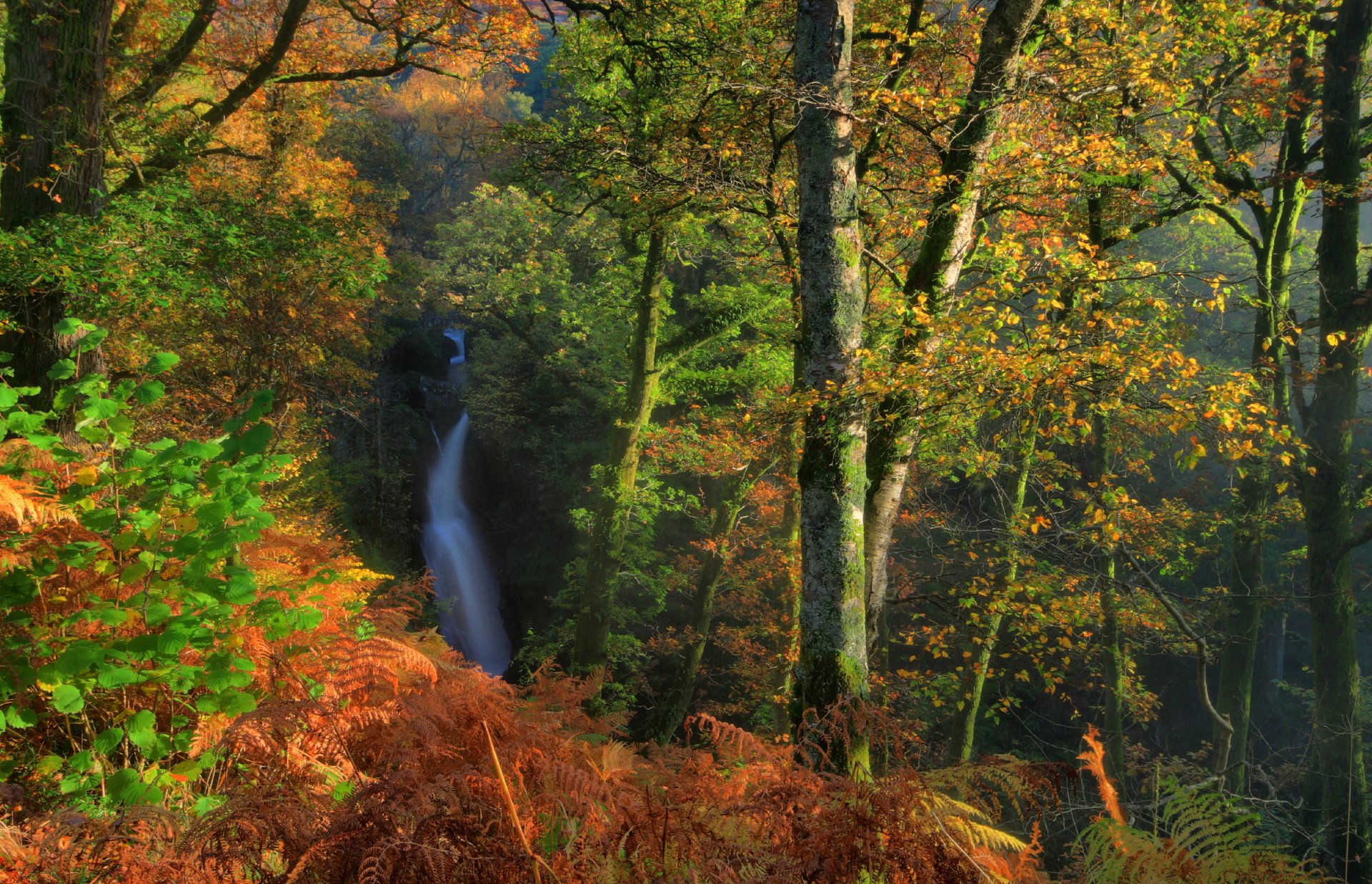Download Waterfall Tree Fall Forest Photography HDR HD Wallpaper