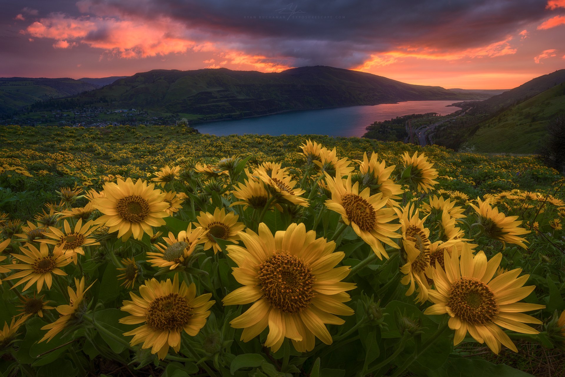 Download Yellow Flower Coast Field Flower Nature Sunflower HD Wallpaper ...