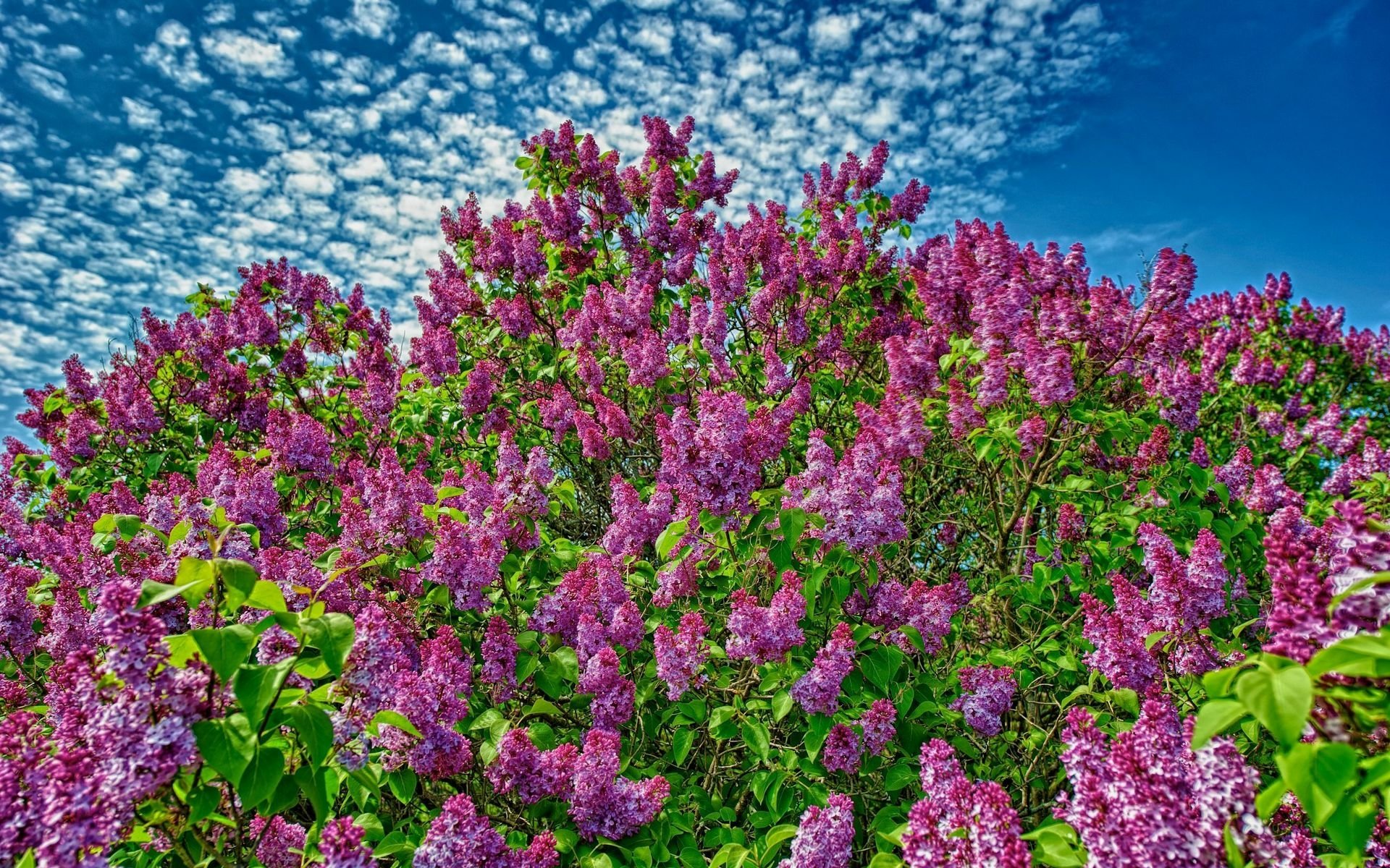 Lilac Flower Purple Nature