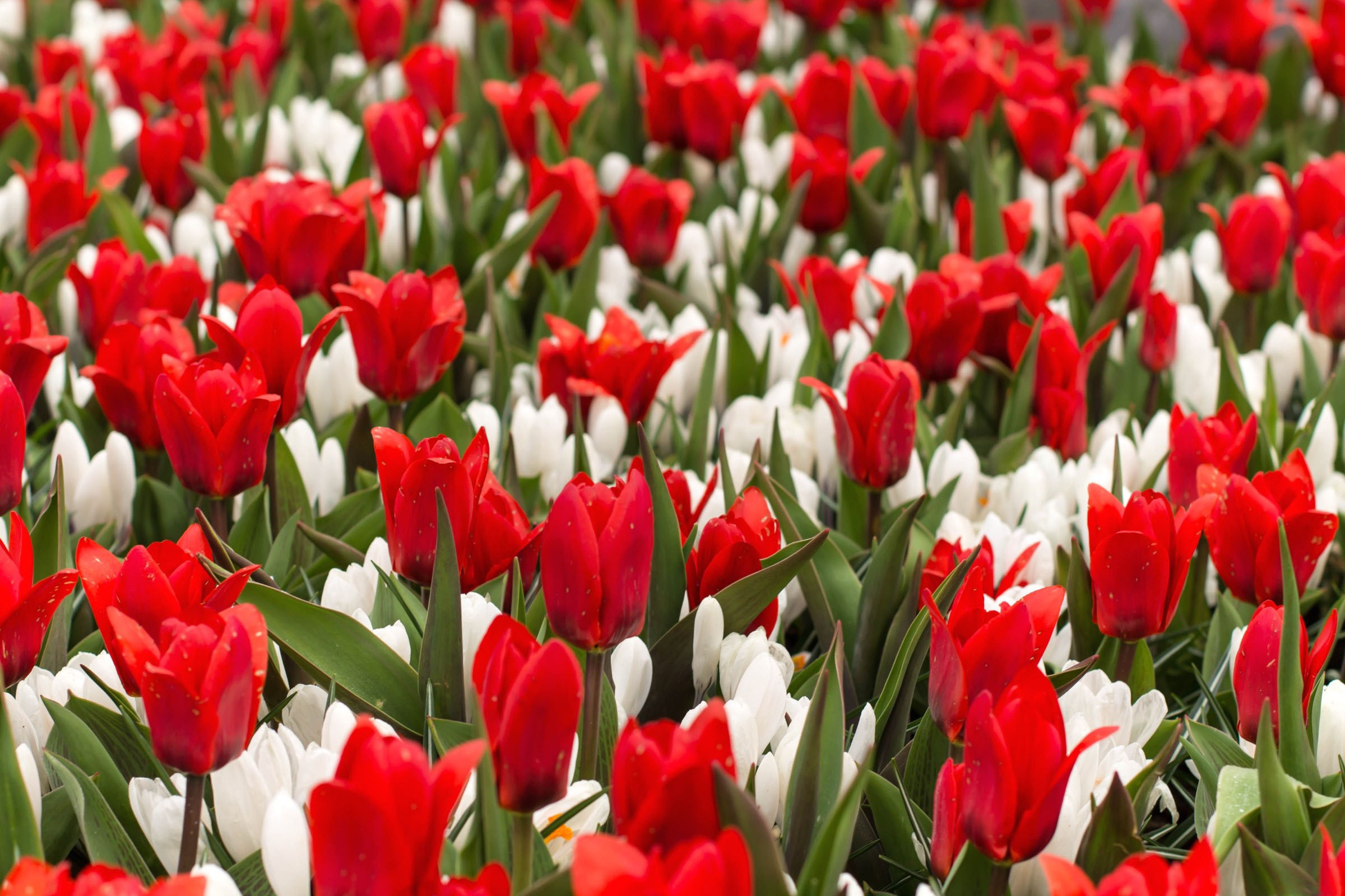 Download Spring Nature Red Flower White Flower Flower Tulip HD Wallpaper