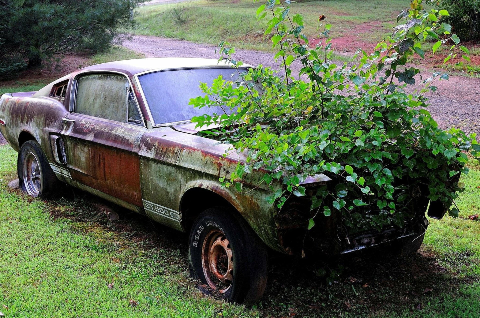 Download Ford Mustang Shelby GT500 Rust Ford Vehicle Wreck HD Wallpaper