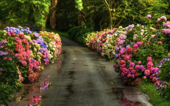 Pathway Hydrangea Wallpaper Backgrounds