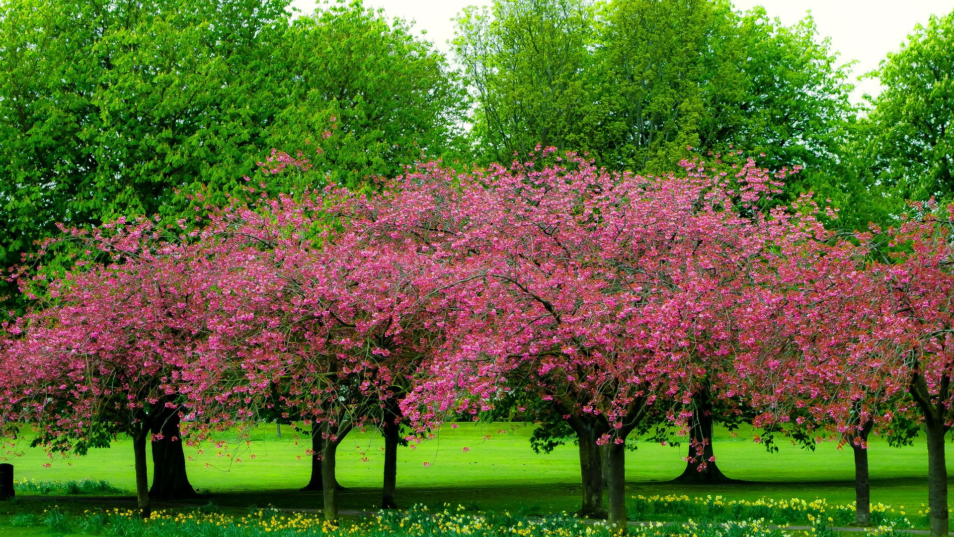 Pink Trees in Spring