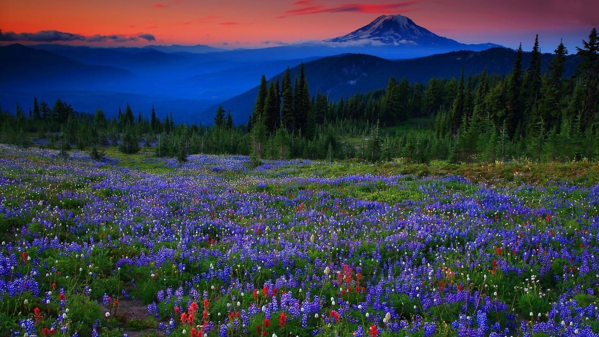 Spring Lupine Bloom: Majestic Mountain Field HD Wallpaper | 1920x1080 ...
