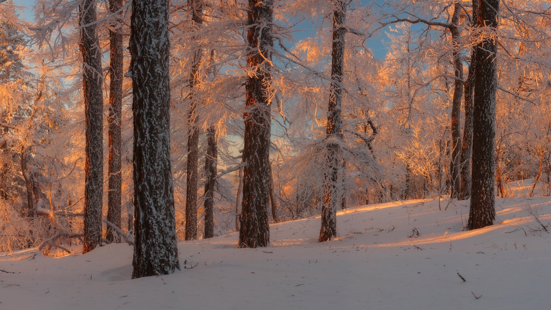 Winter Forest Glow: Sunshine Through Snowy Trees HD Wallpaper ...