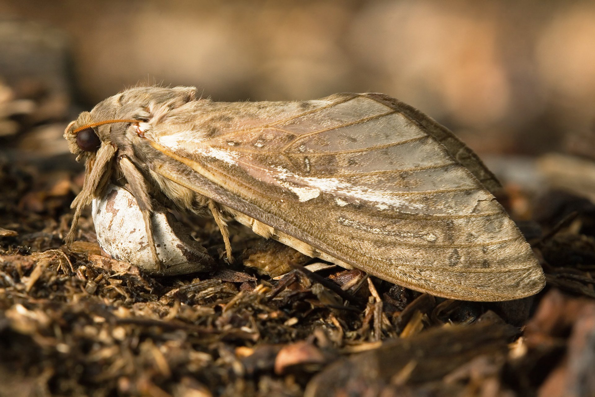 Download Pindi Moth Australia Ghost Moth Swift Moth Macro Close-up ...