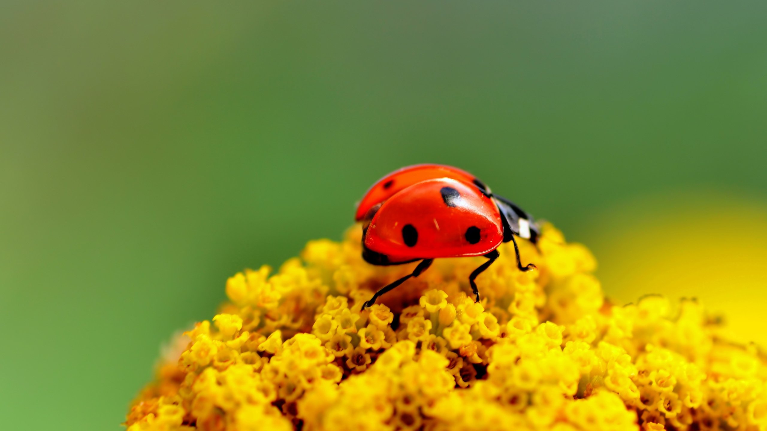 Download Insect Flower Animal Ladybug HD Wallpaper
