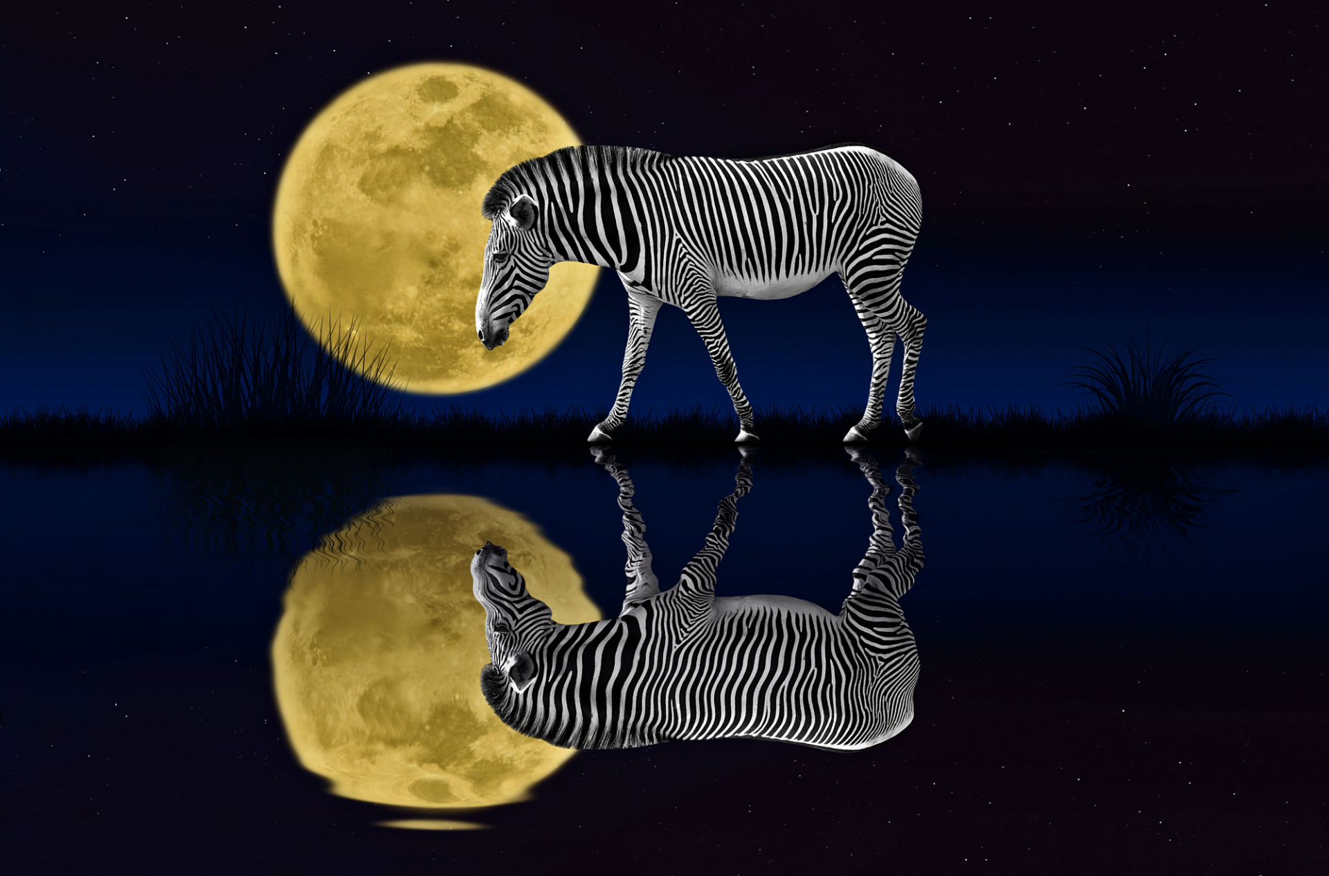 Download Reflection Moon Animal Zebra HD Wallpaper