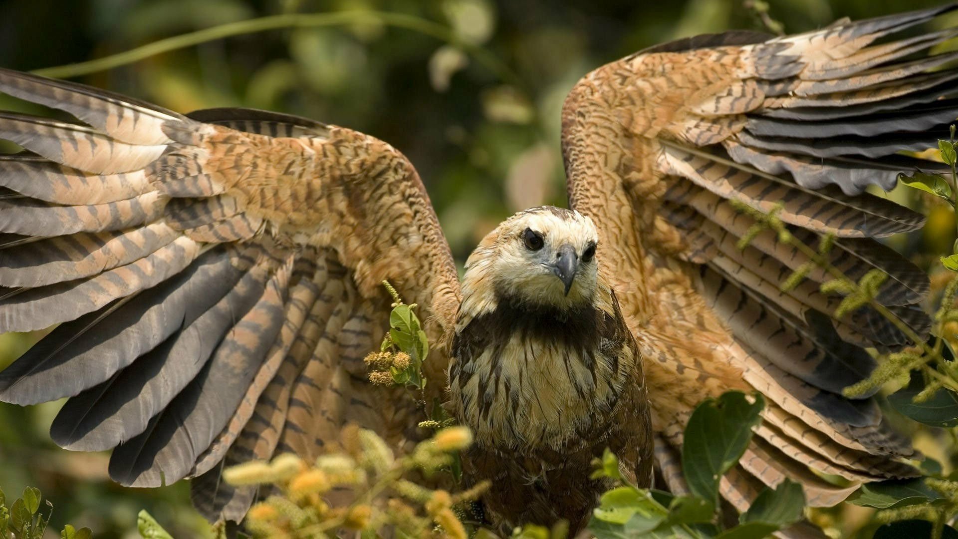 Animal Hawk HD Wallpaper