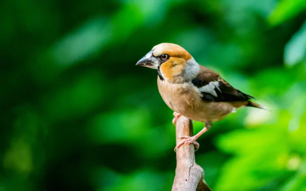 Java Sparrow Finch HD Wallpaper