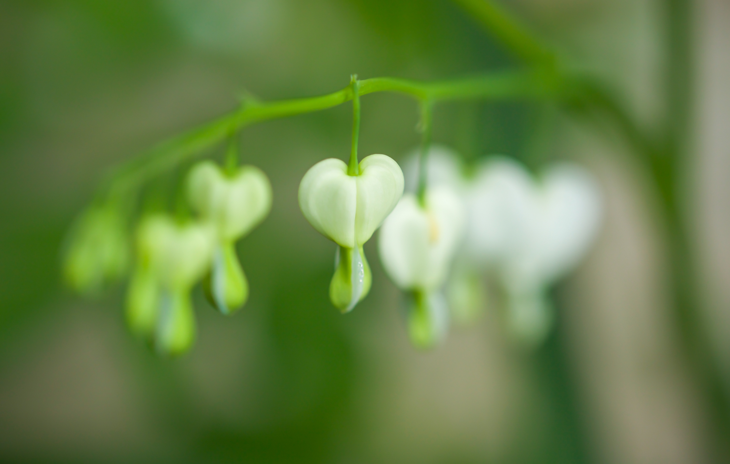 Bleeding Heart Bliss: A Stunning HD Wallpaper of Blue and White Flowers ...