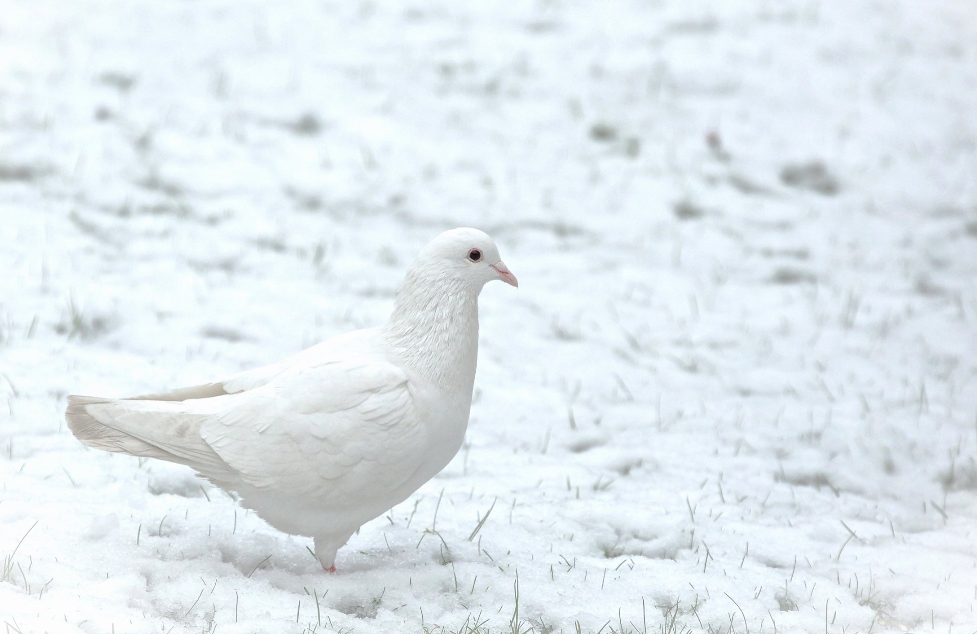 Winter Wonderland: HD Wallpaper of a Snowy Dove by Paula Watts