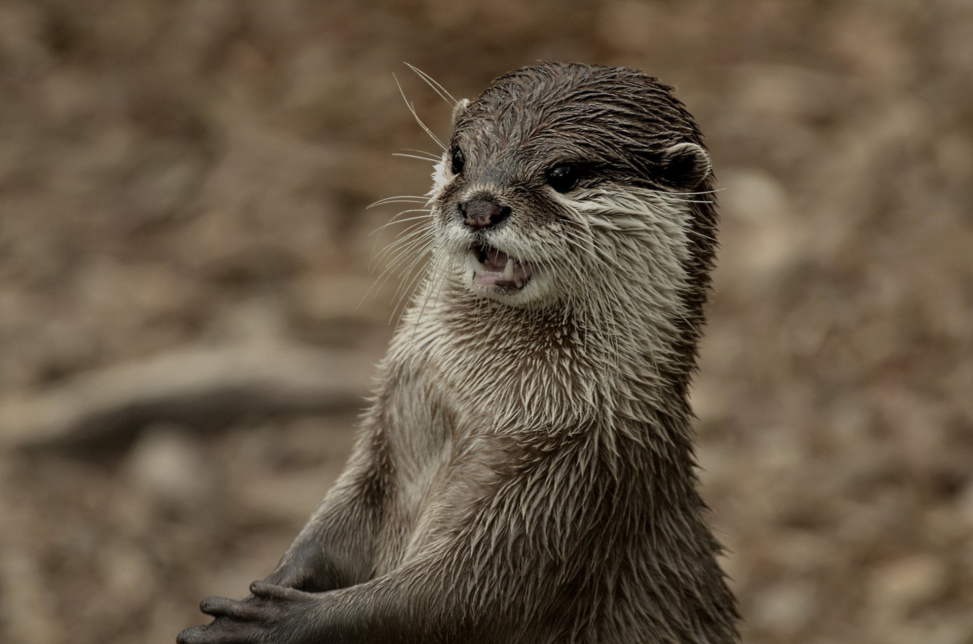 Download Animal Otter HD Wallpaper