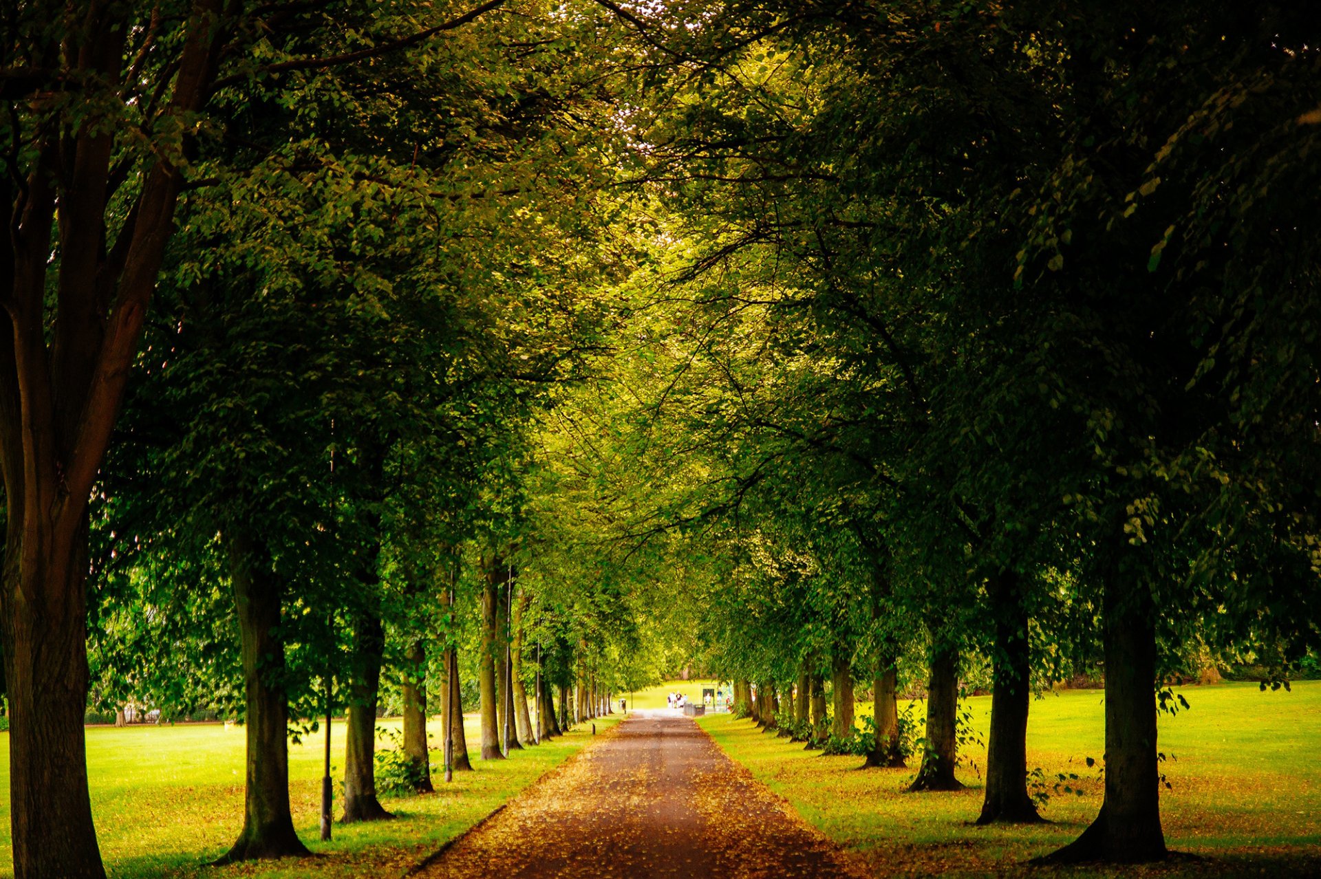 Download Green Tree Tree-lined Man Made Road HD Wallpaper