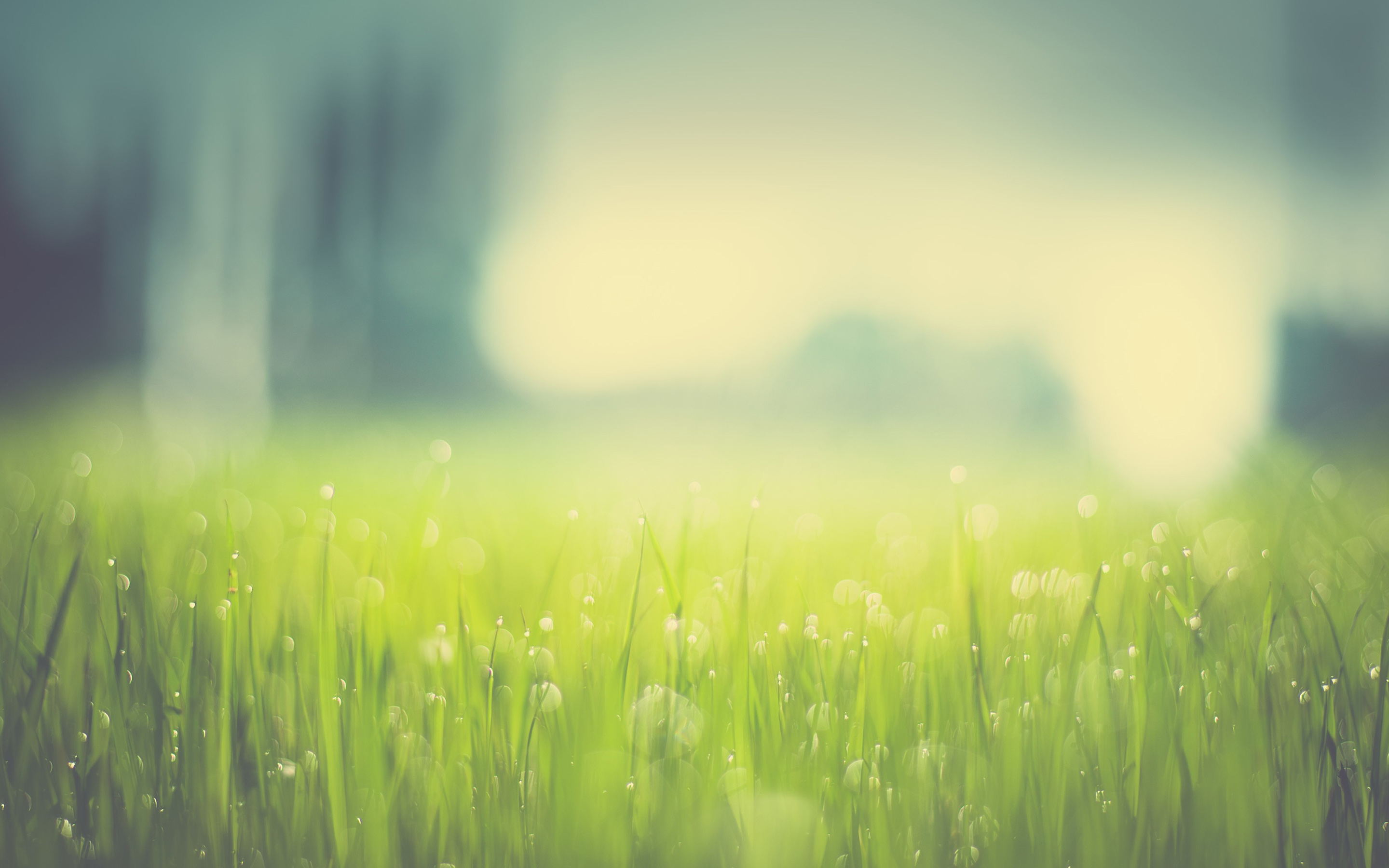 Download Bokeh Macro Nature Grass HD Wallpaper
