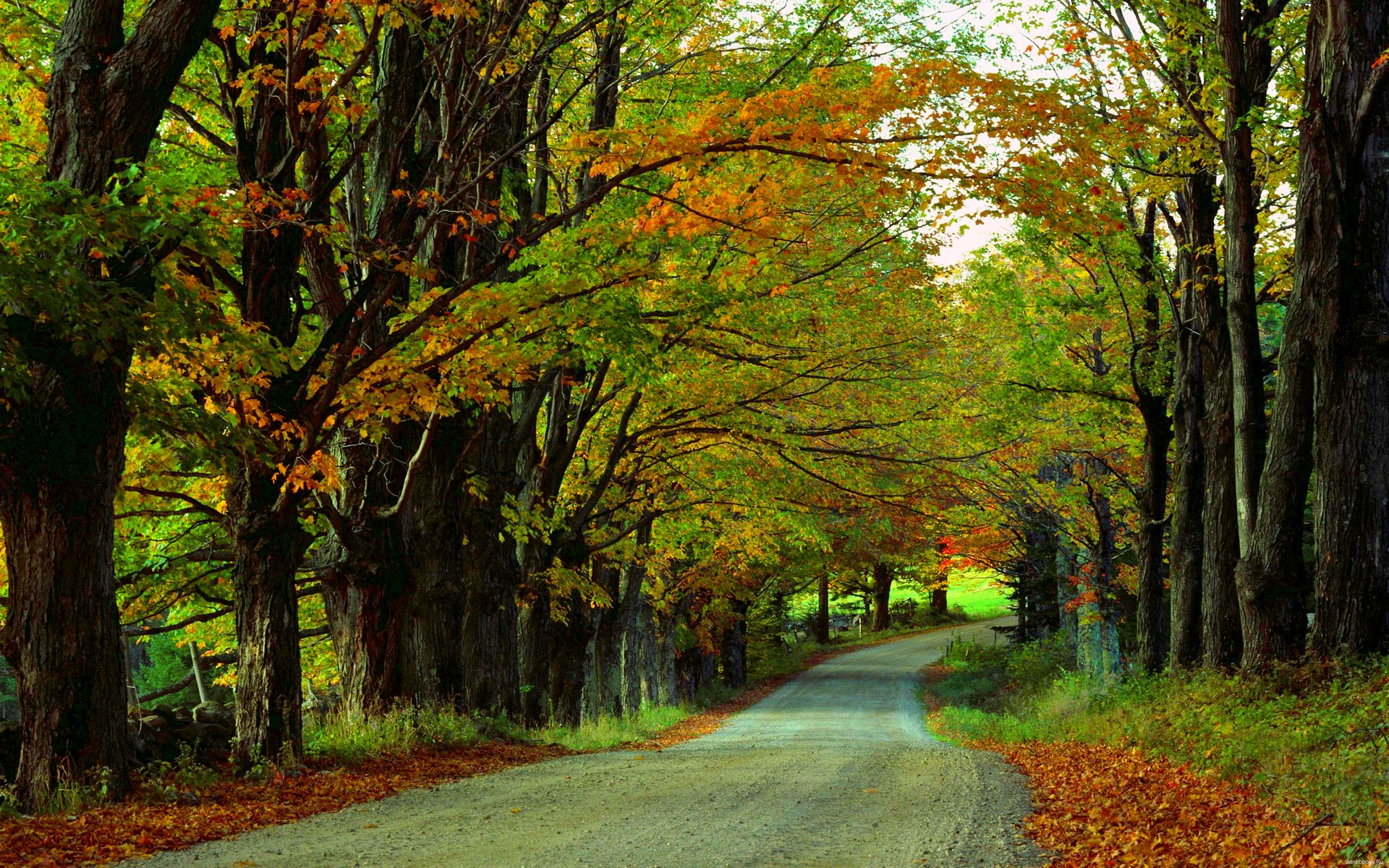 Autumn Trees Woods Road