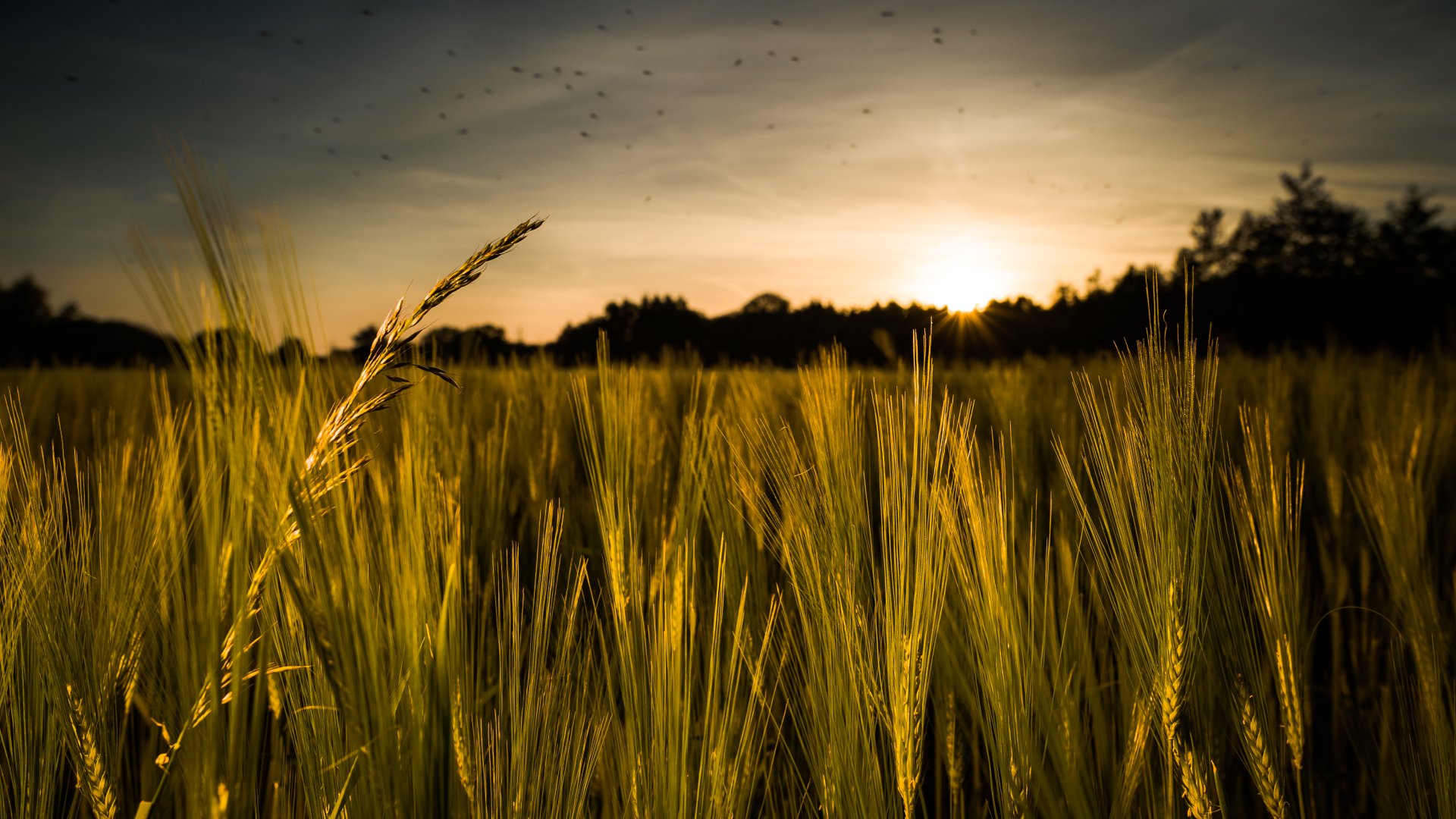 Download Sunrise Summer Field Nature Wheat 4k Ultra HD Wallpaper