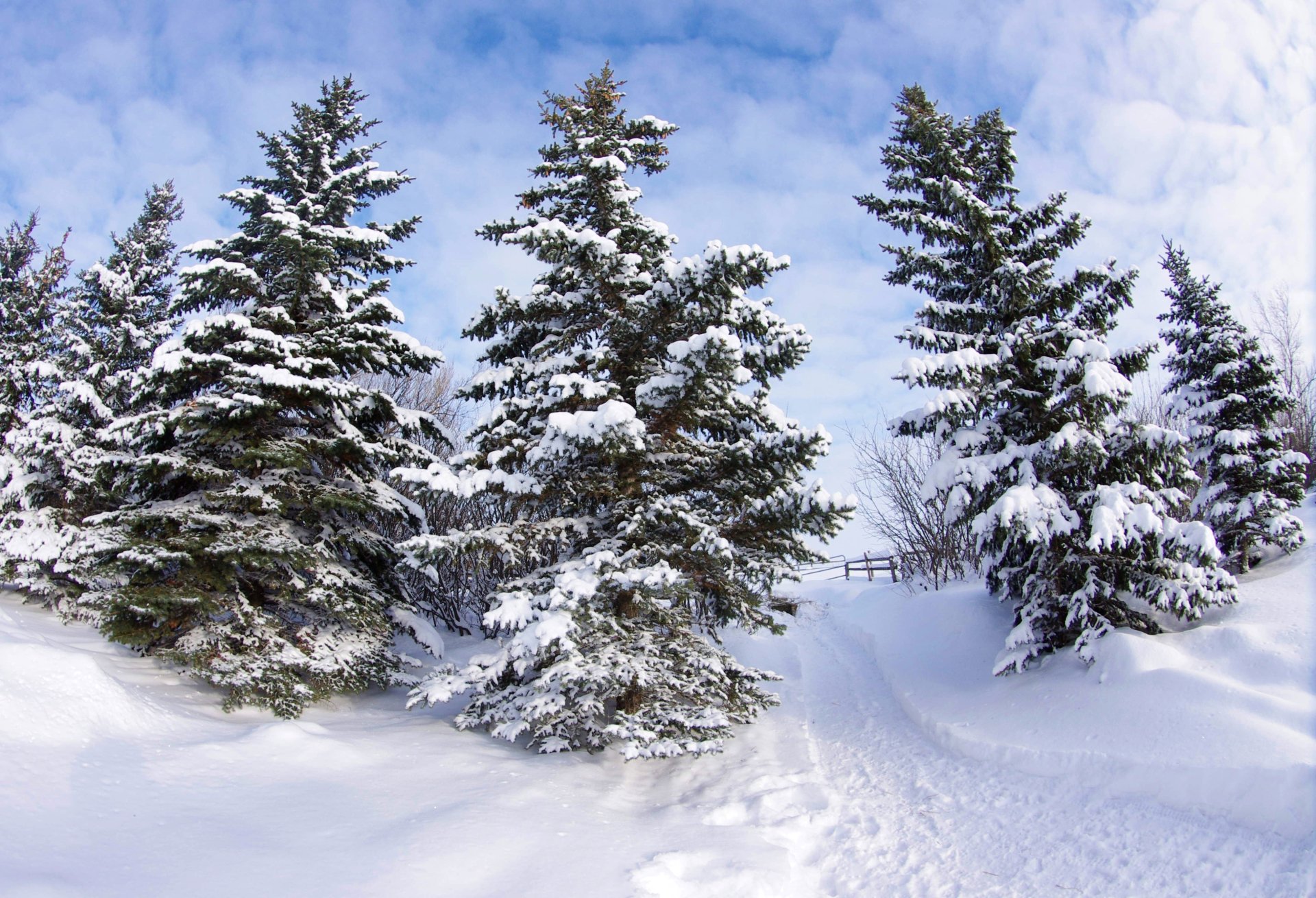 4K Ultra HD: Snow-Covered Pines — Winter Forest Wallpaper | 3900x2660 ...