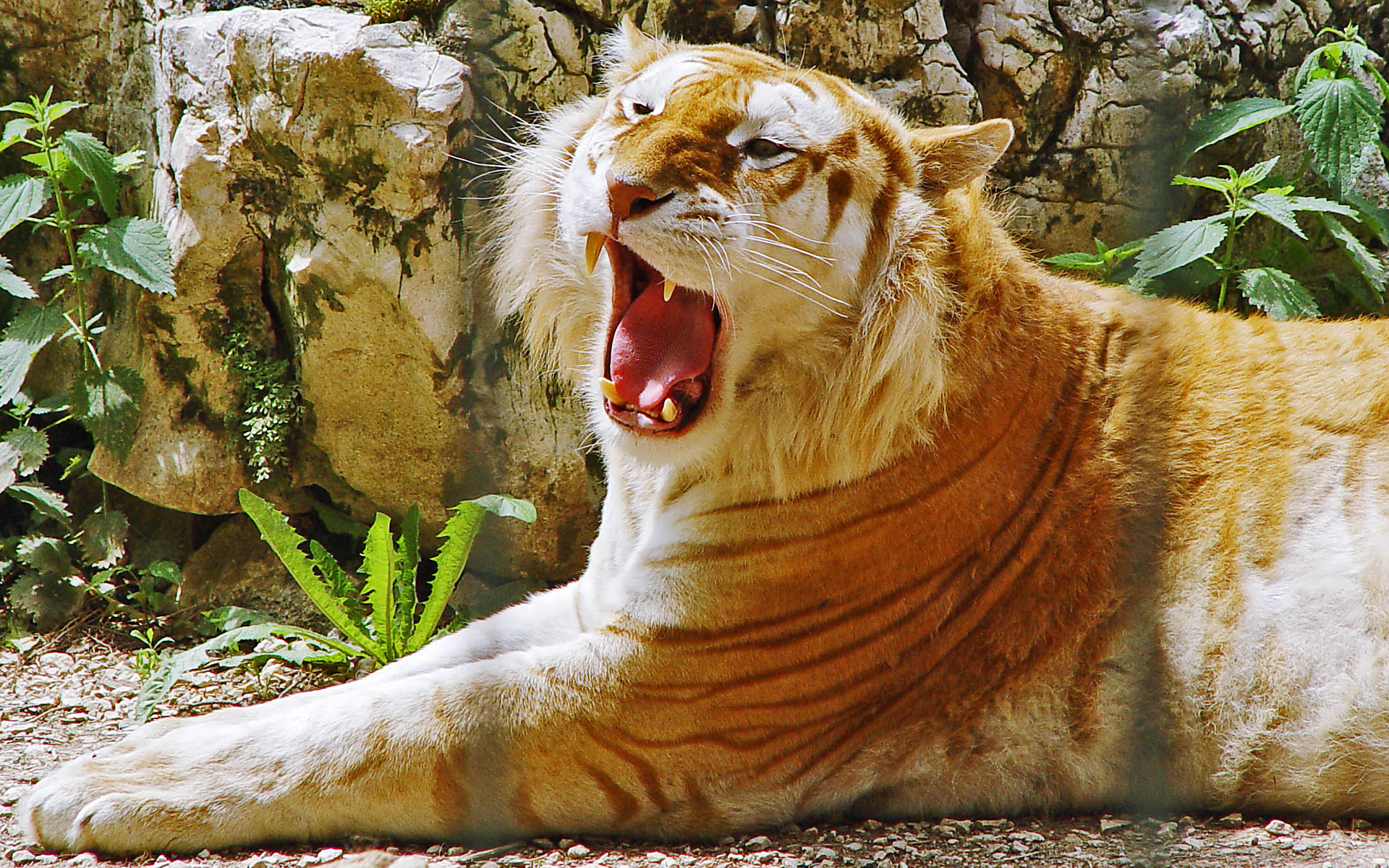 golden tiger, yawning