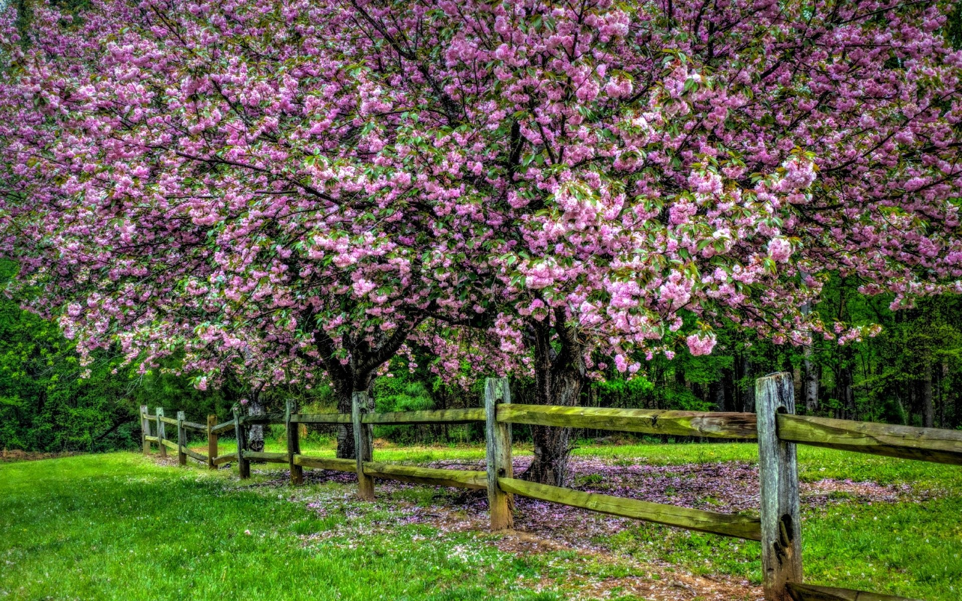 Download Pink Flower Fence Field Blossom Spring Nature Tree HD Wallpaper