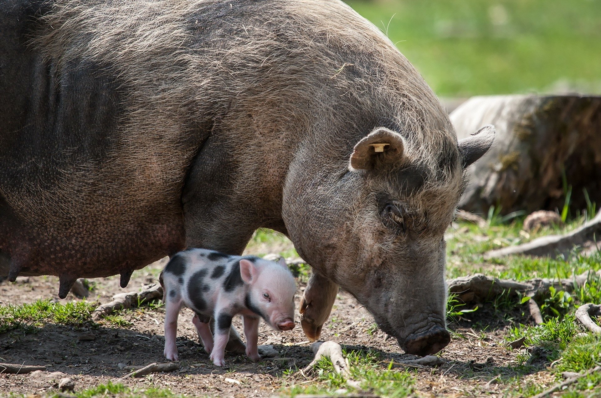 Adorable Baby Pig: An HD Wallpaper of Nature's Charm | 1920x1273 ...