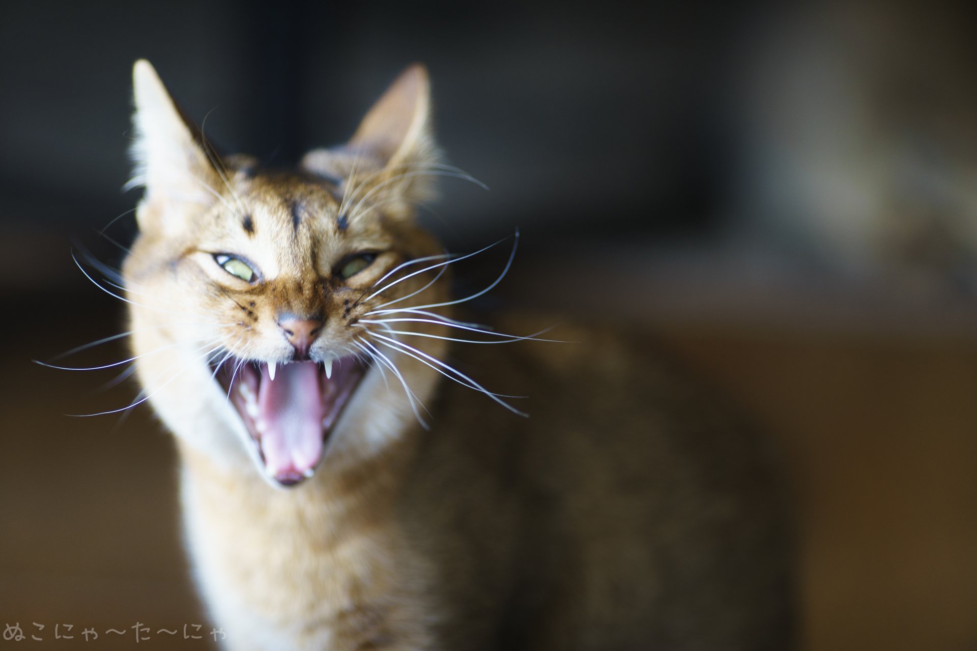 Download Funny Yawn Animal Cat 4k Ultra HD Wallpaper