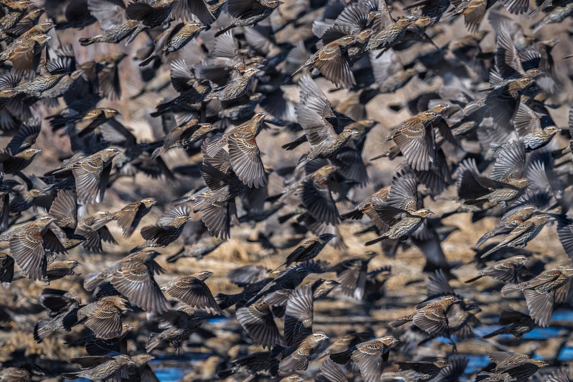 Epic 4K Ultra HD Blackbird Flock in Flight – Nature’s Winged Symphony