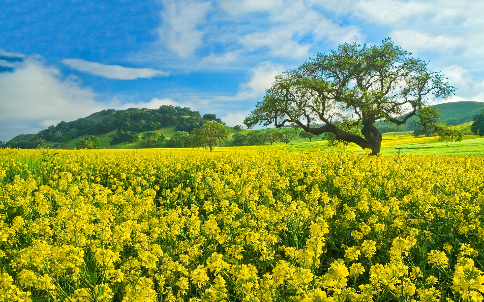 Tree in Rapeseed Field