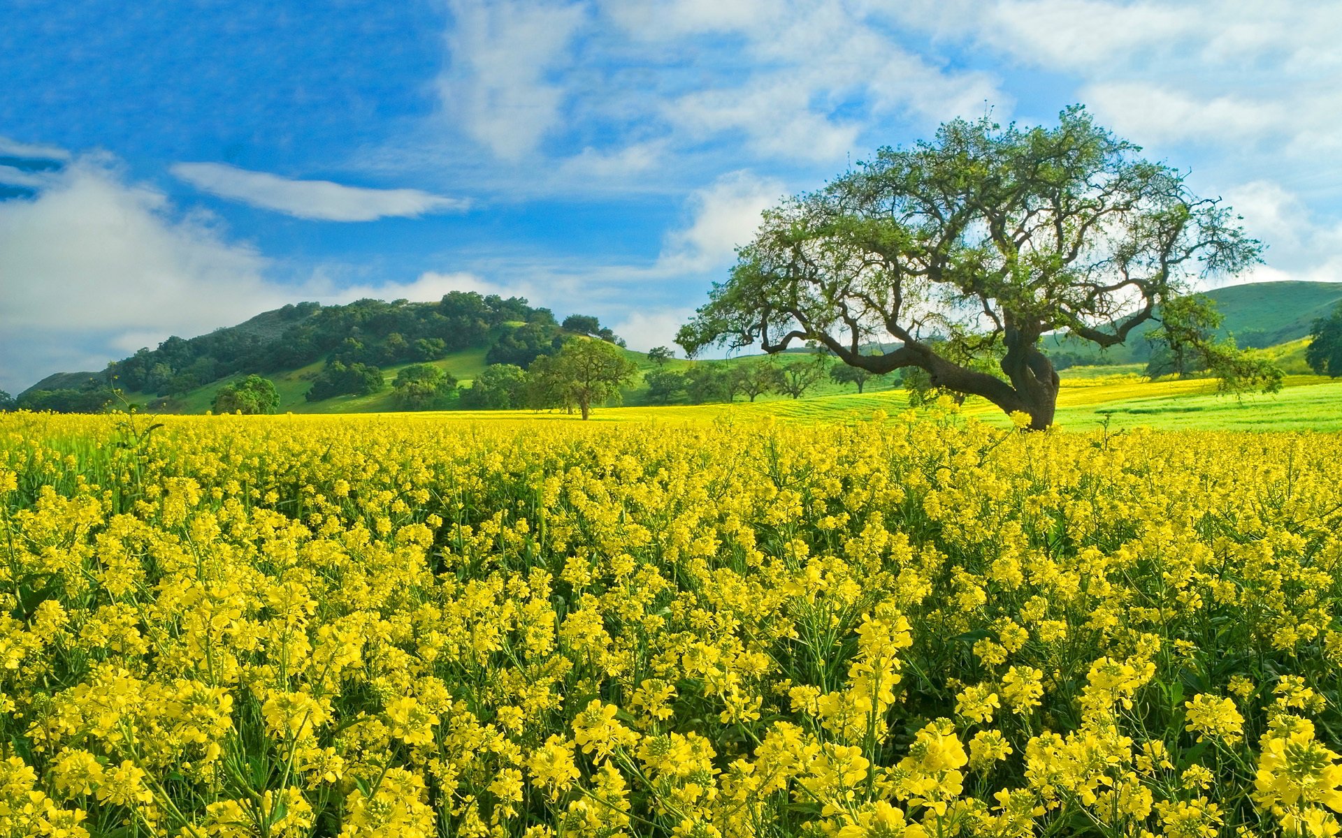 Golden Rapeseed Hills: Scenic Nature Landscape with Blue Sky and Lone ...