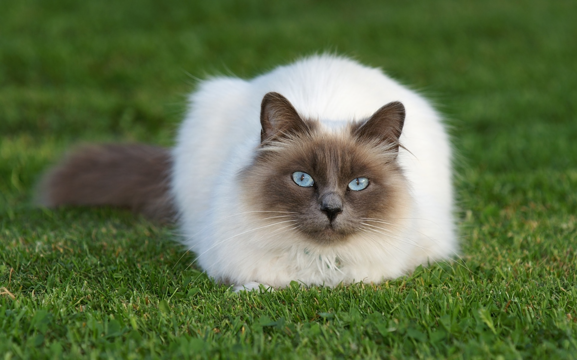 Elegant Himalayan Cat on Grass - HD Wallpaper
