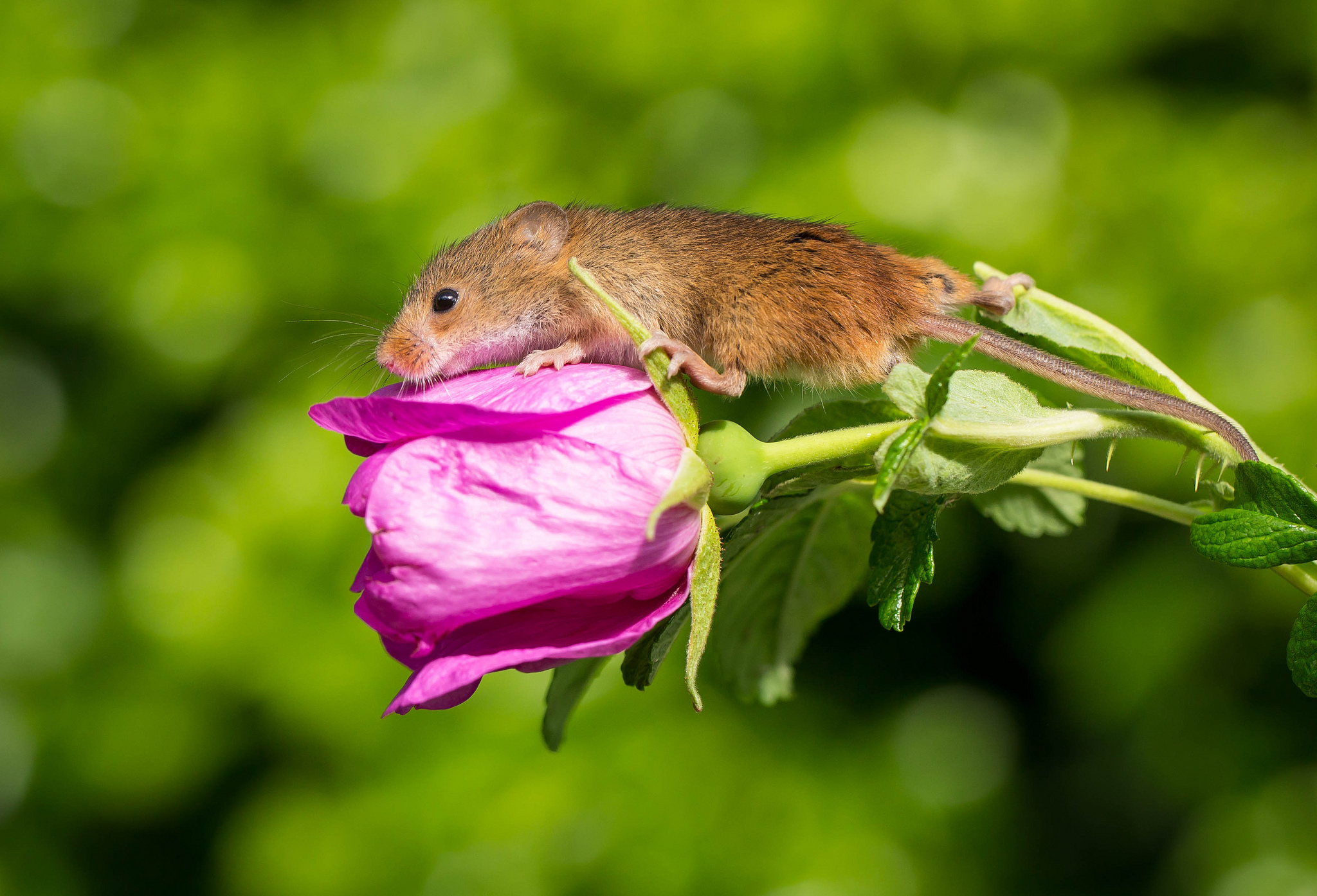 Download Pink Rose Bokeh Pink Flower Rose Flower Harvest Mouse Animal ...