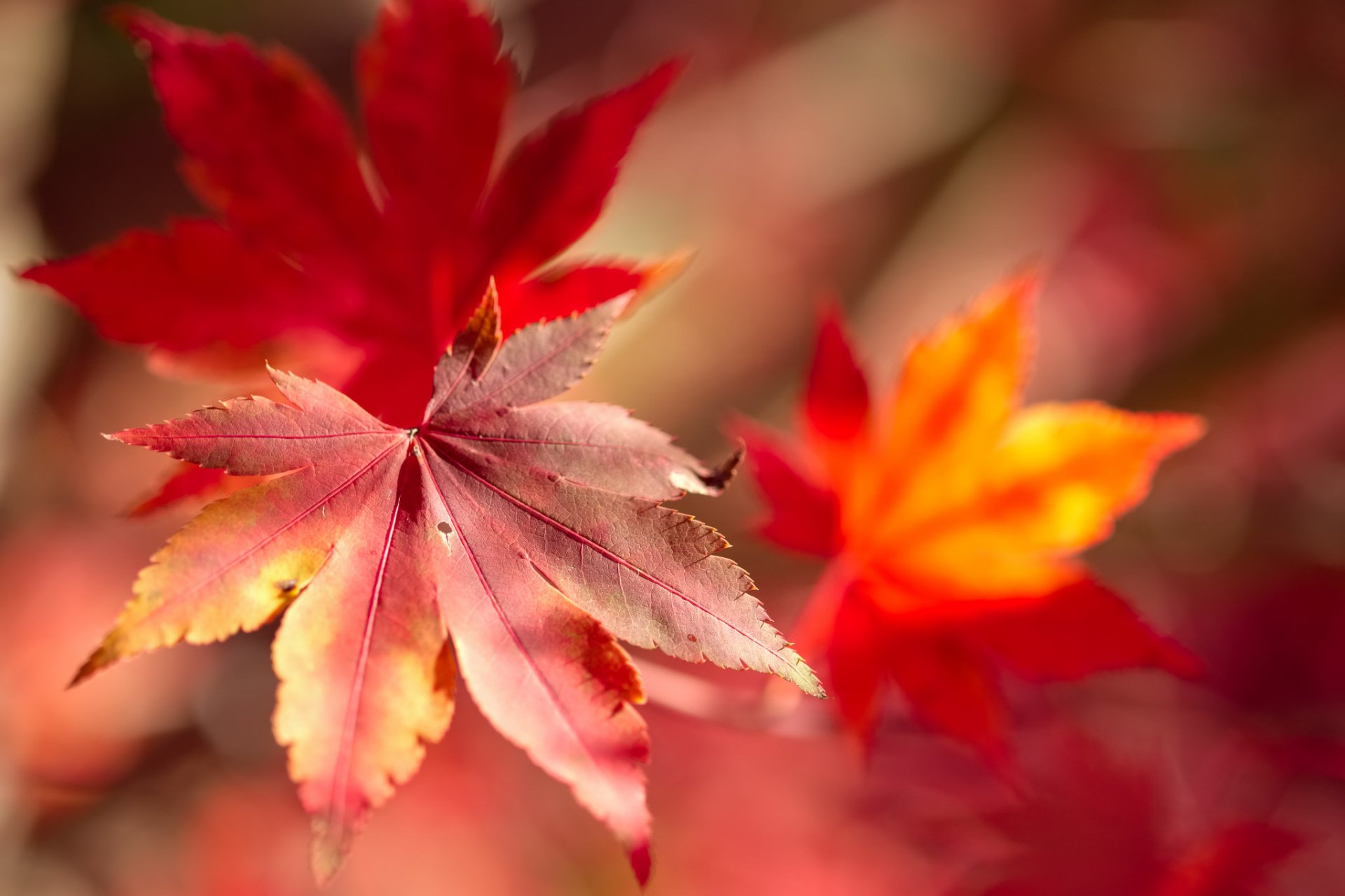 Download Fall Maple Leaf Nature Leaf HD Wallpaper