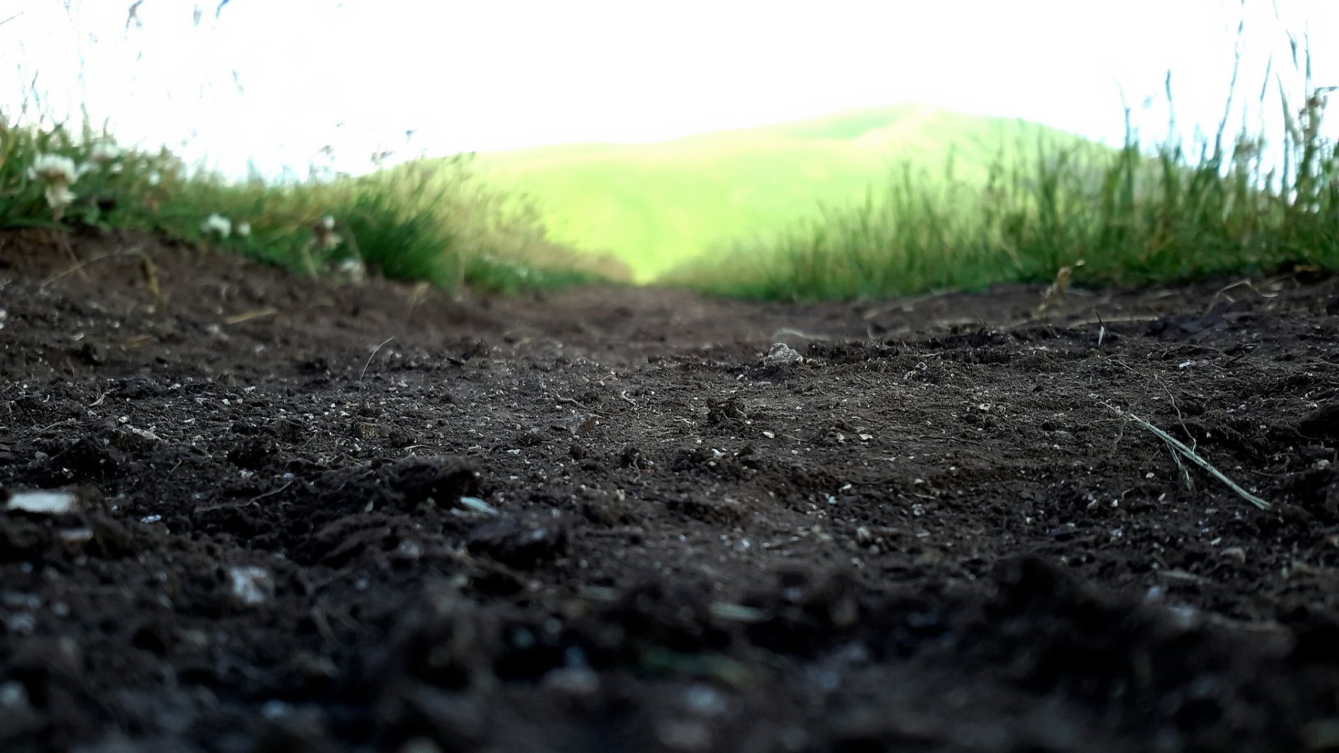 Download Blur Dirt Close-up Nature HD Wallpaper